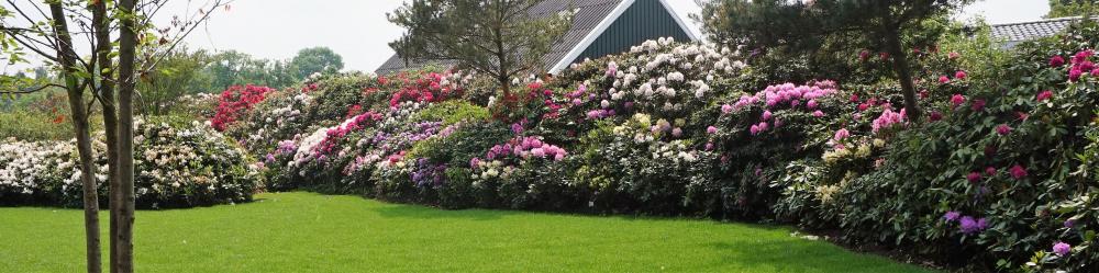 Rhododendron border & boeket - Kleurrijke blikvangers